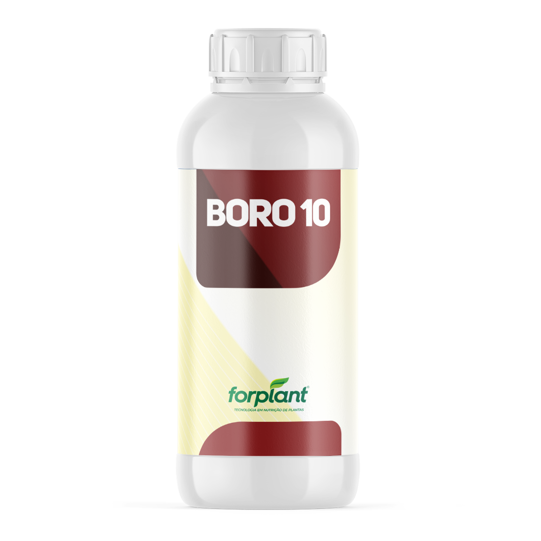 Boro 10 - Forplant